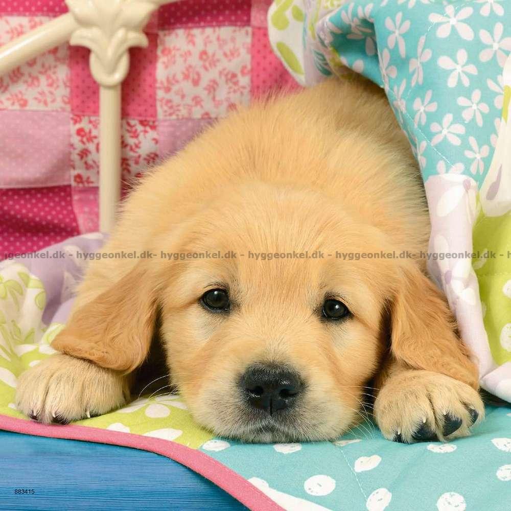 Søde hundehvalpe, 3x49 brikker puslespil, Ravensburger - 08065 ...